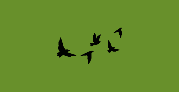 National Bird Day 2027 | Event Information | Twinkl USA